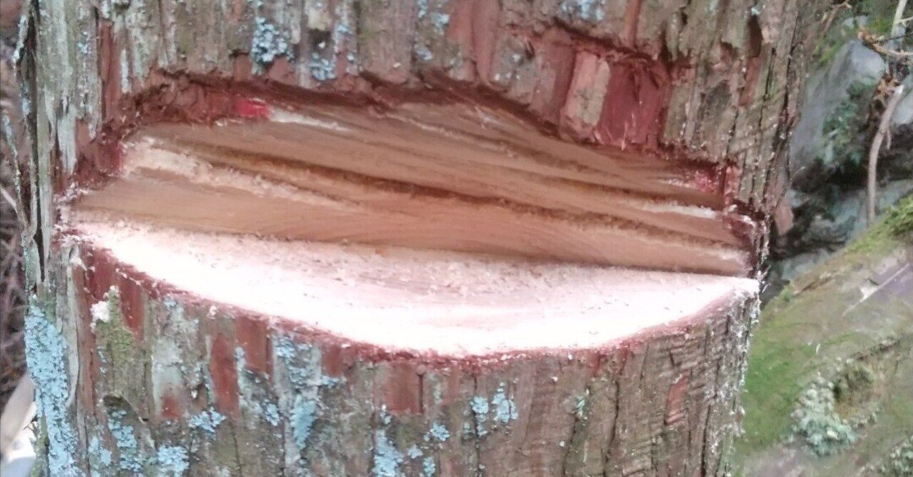 初めての伐採｜h.shiba