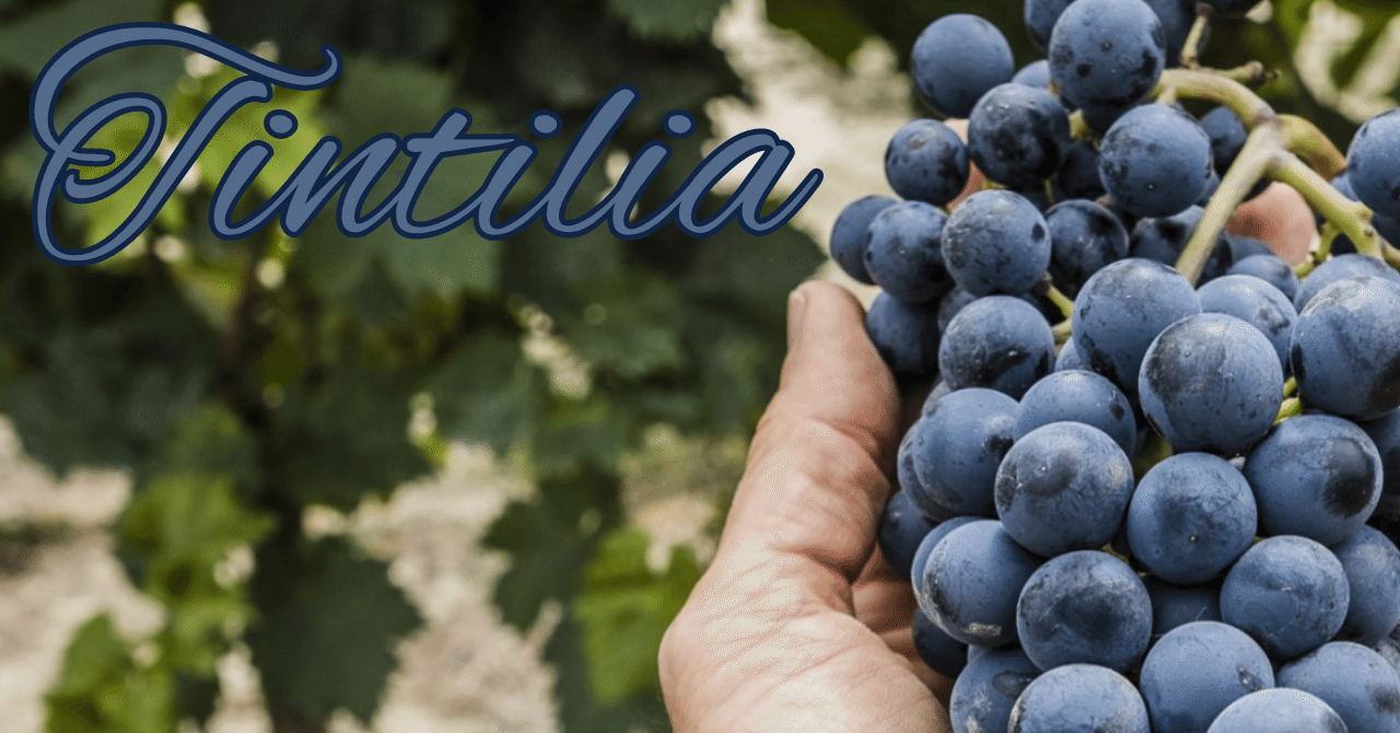 ティンティリア｜AlcotradeTrust