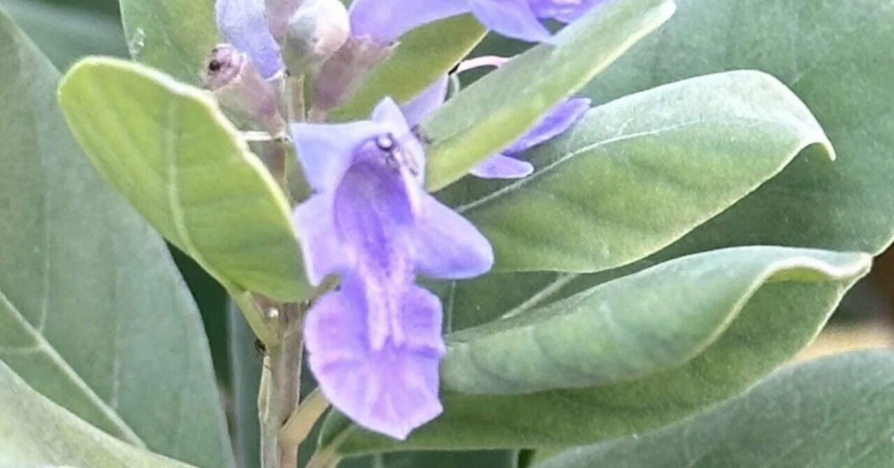 BEACH VITEX｜EGGSEED