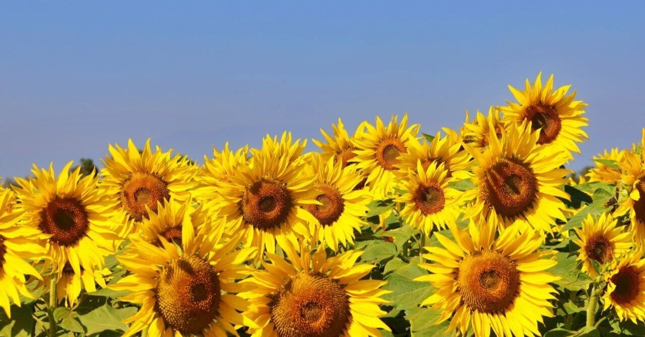 「自己認識・自己開示・自己表現」｜みー