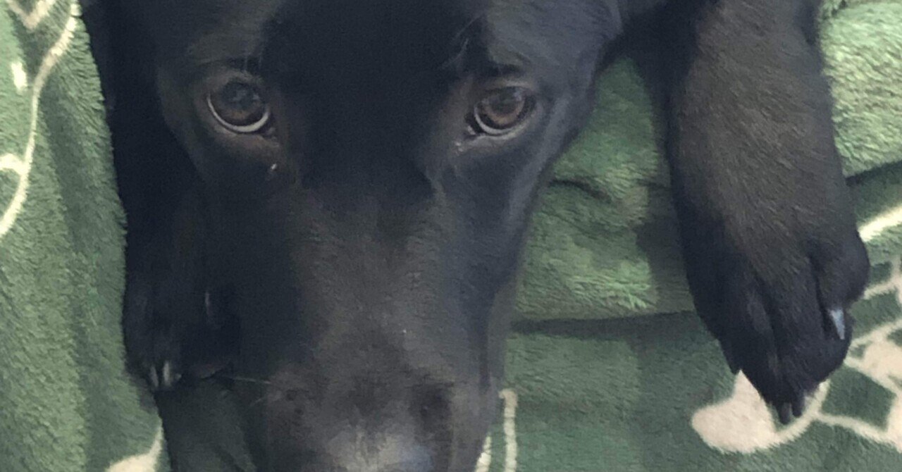 ユメカ（Yumeka.yy）｜note