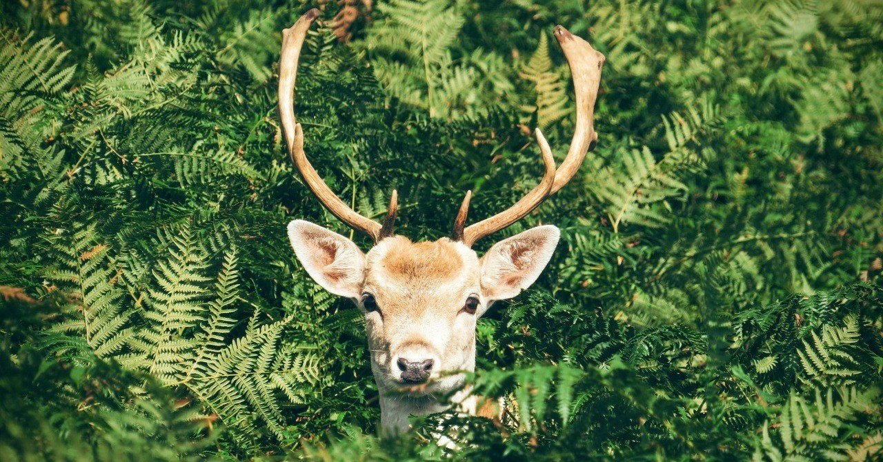 Rashisa｜寺田彩乃（ラッチ）｜note