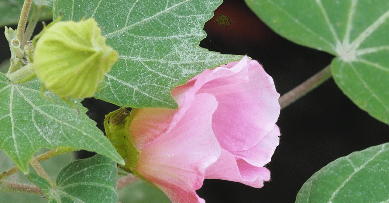 linux 技術動向 Armbian｜blue06_2022