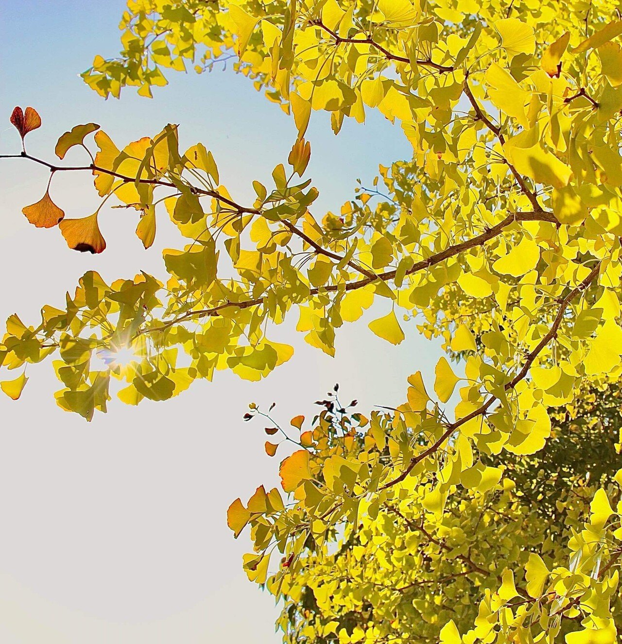 黄金に輝く｜micay_lala