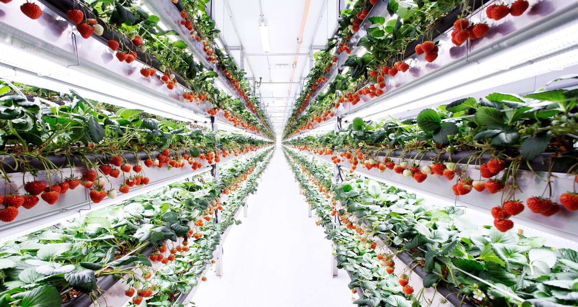 池末龍児/Ryuji Ikesue｜note