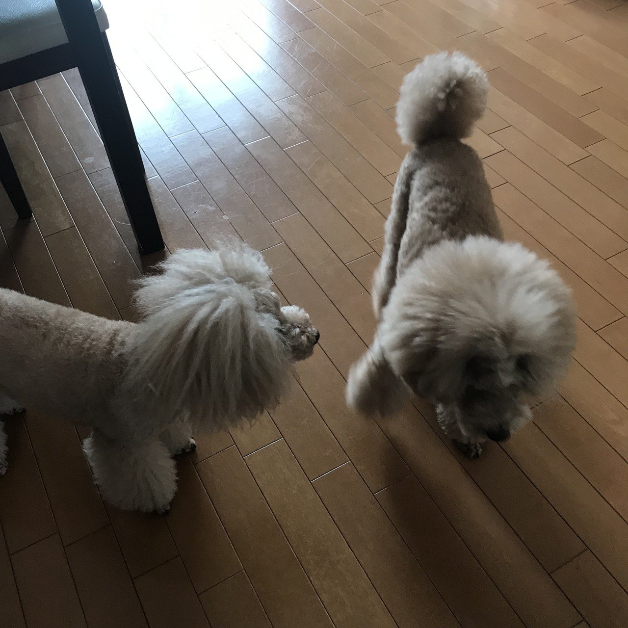 【愛犬】曇り・風強／日々録・朝から元気にあそぶふたり｜ichigo｜note