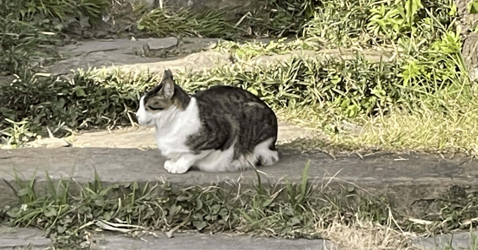 猫の気持ち｜Megumi Kato｜note