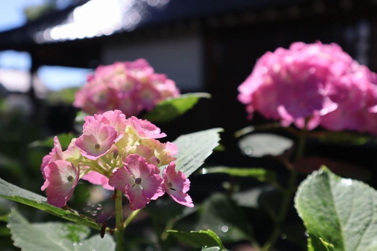 紫陽花(さざえ堂)｜KING YAS