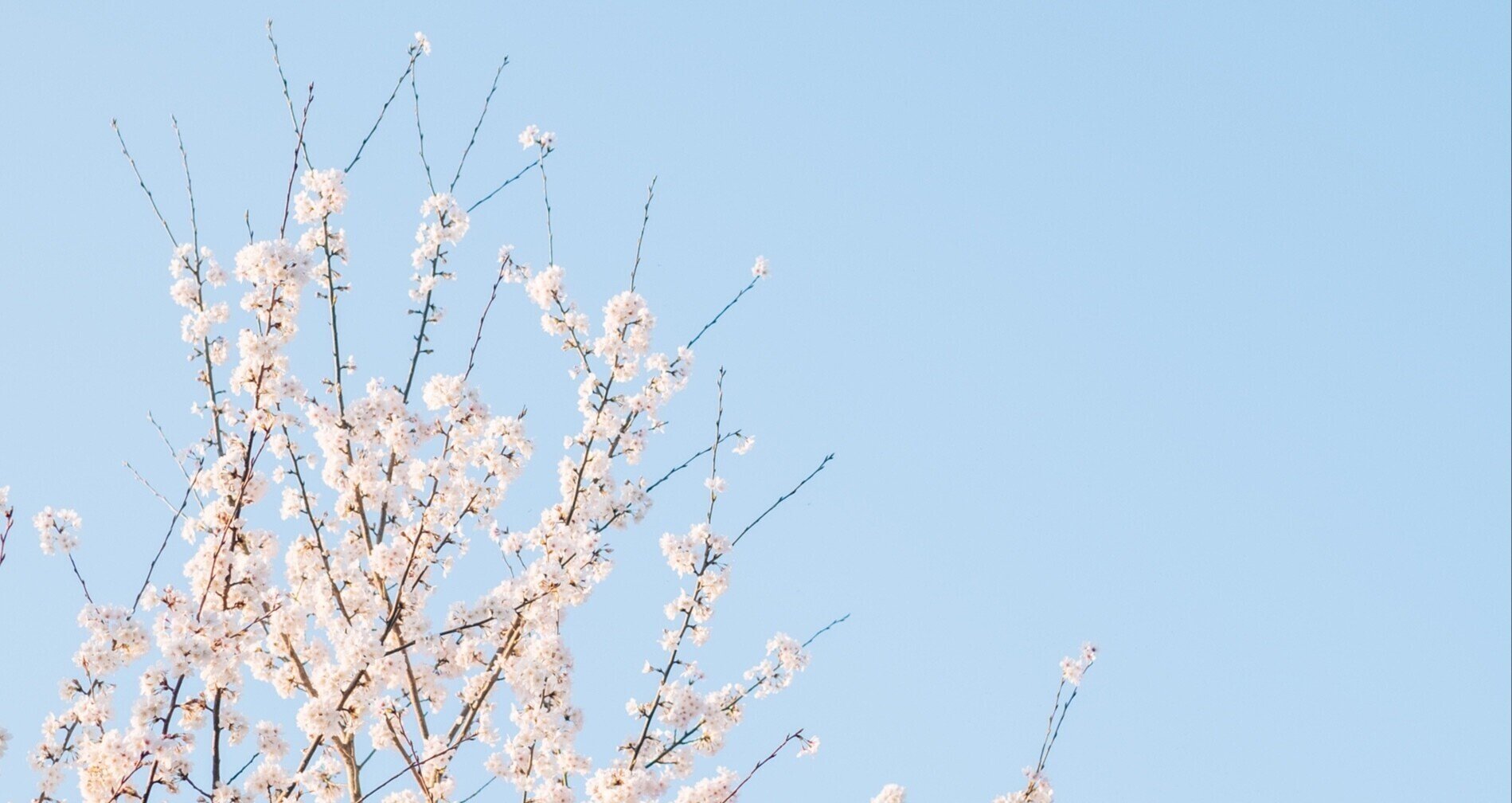 はやっしー/Hayashida Kohei｜note