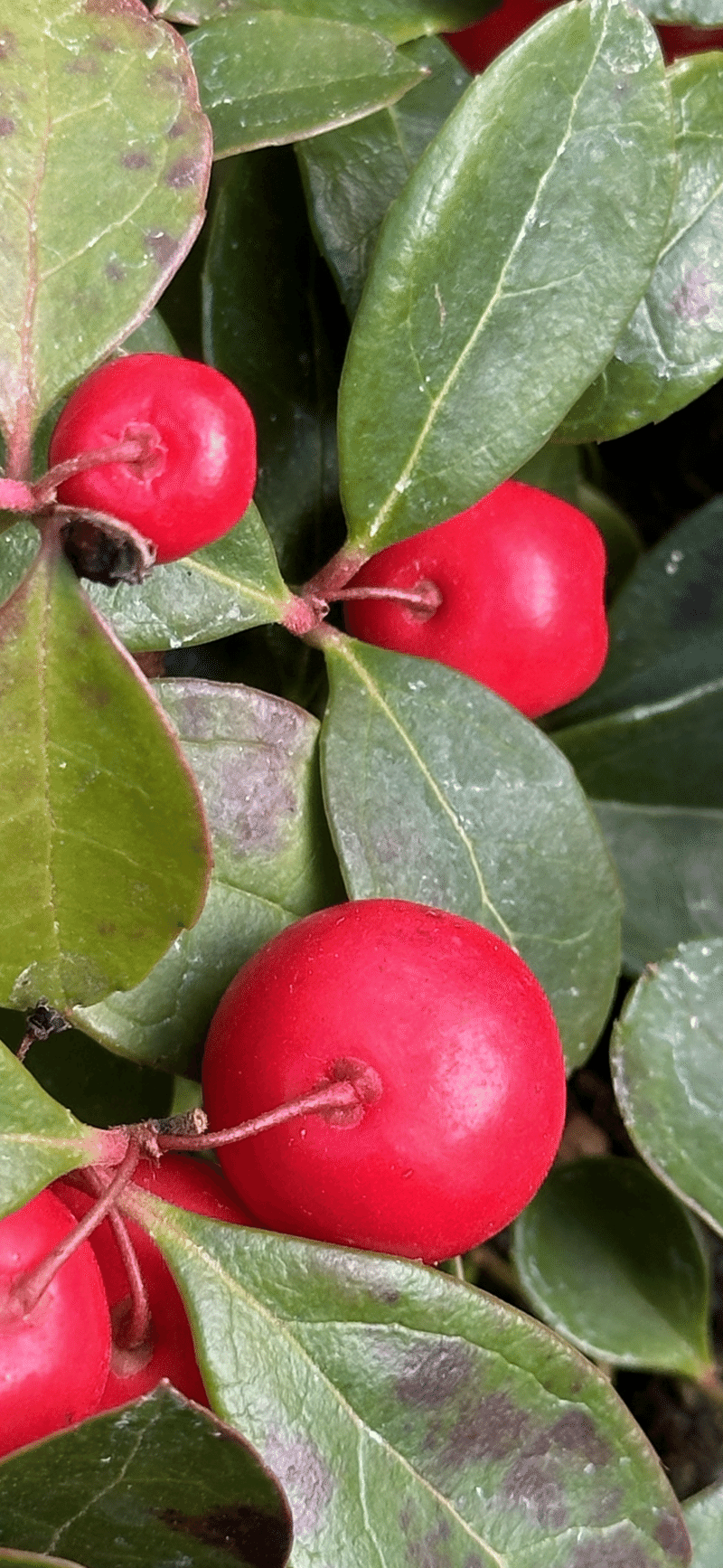 CHECKERBERRY｜EGGSEED