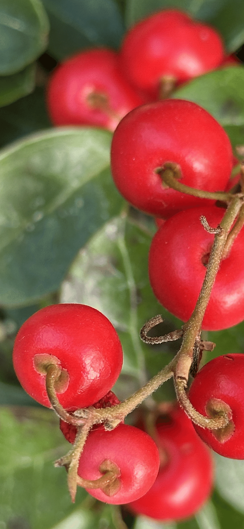 CHECKERBERRY｜EGGSEED