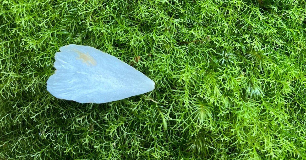 ヴィパッサナ瞑想｜星の図り事-ずぼらなZUBOSHI-碧亜紀の備忘録