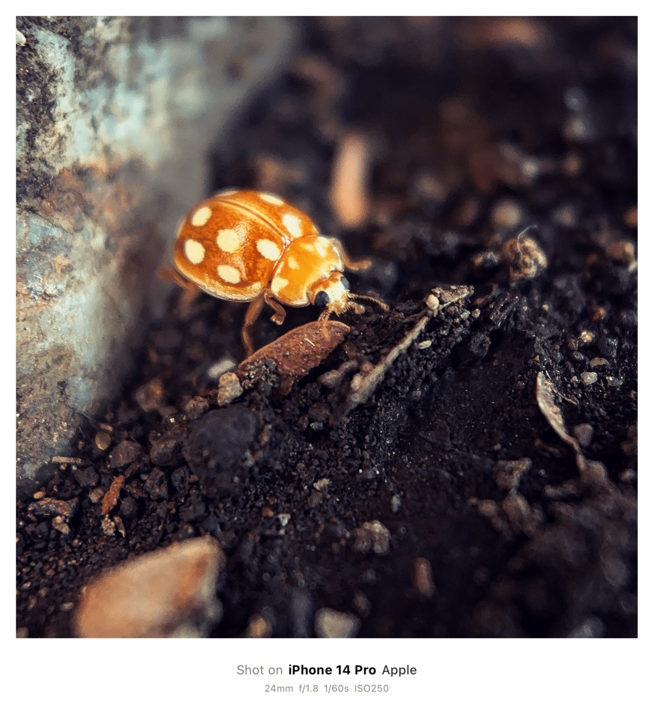 #そのへんの3cm vol.2302 iPhoneでマクロ連載 #ムーアシラホシテントウ｜フジイピカピ / そのへんの3cmを撮る人