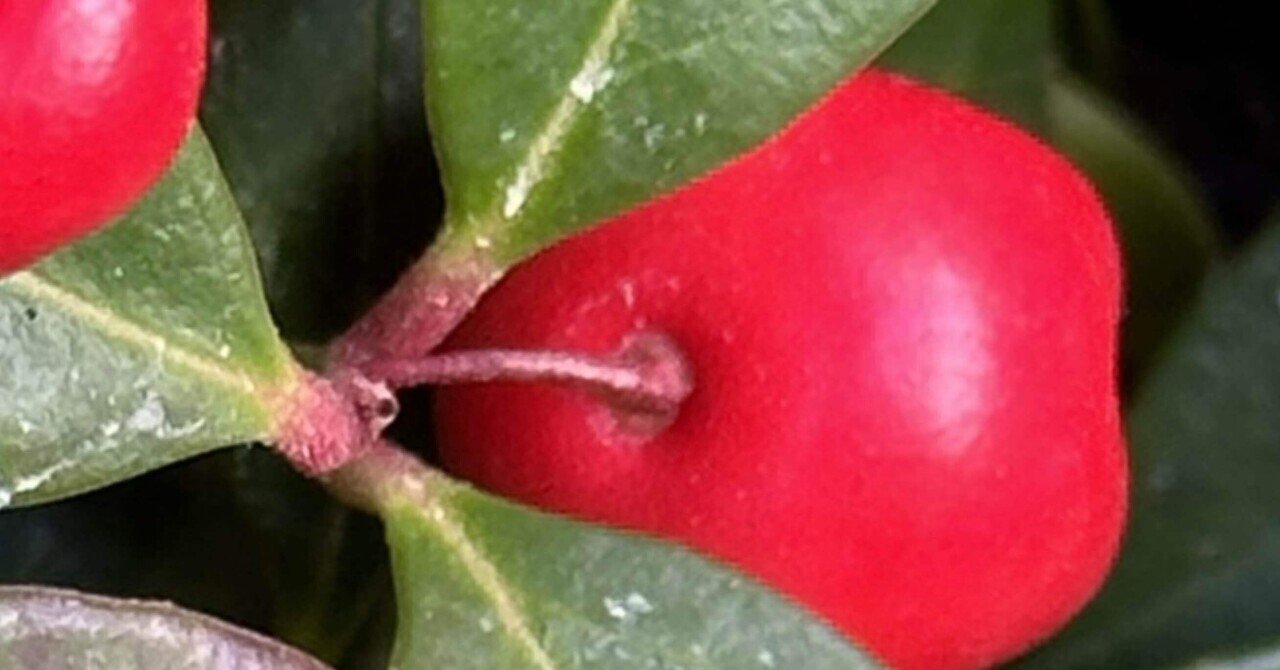 CHECKERBERRY｜EGGSEED