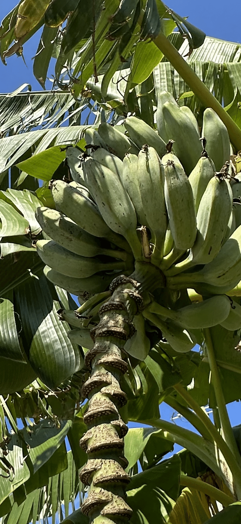 MUSA ACUMINATA COLLA｜EGGSEED
