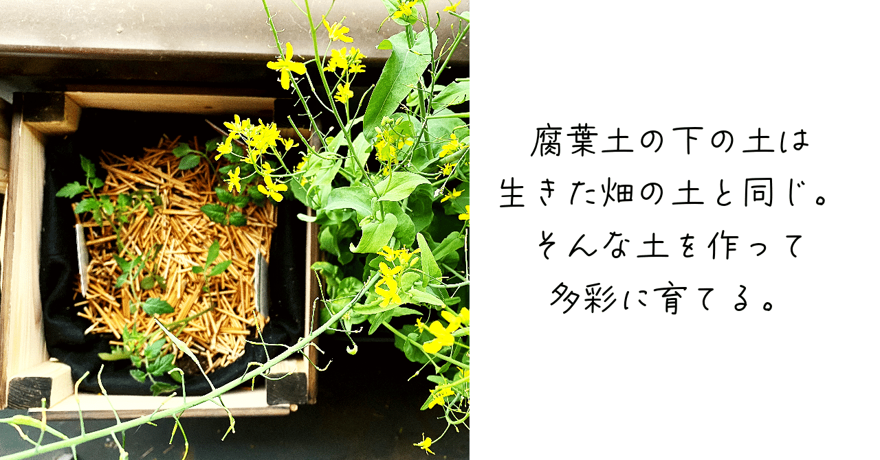森の土は生きた土。再現する土も生きた土。リフォレスターは土版のぬかみそや腸内細菌。｜Ms'HIRO