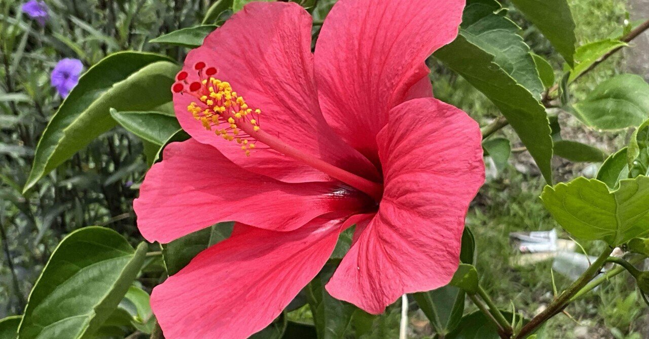 『深特』夢企画 ＊ 限定公開分 ＊ ｜Ukiko uki /浦島太郎