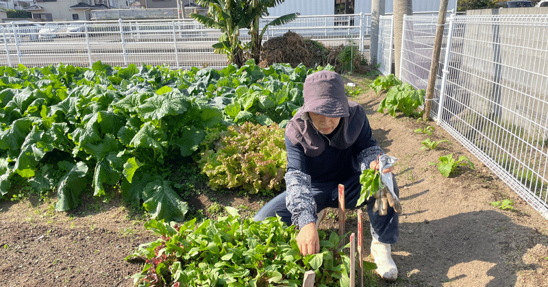 ベビーリーフの収穫｜SANAE FARM | さなえファーム
