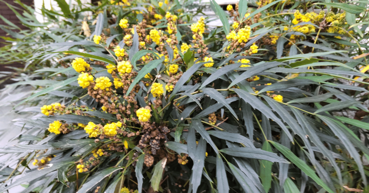 linux 技術動向 Linux Lite｜blue06_2022