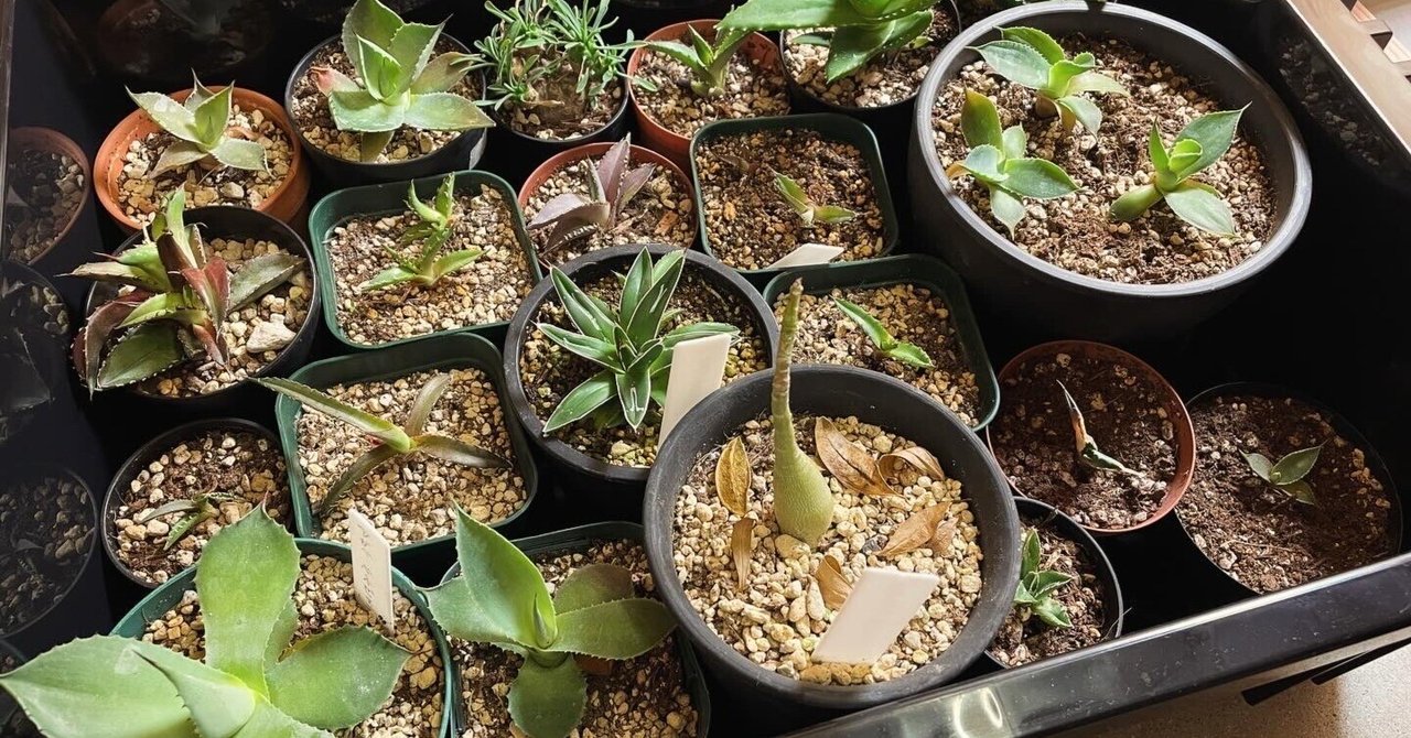 アガベも冬越しの時期になりました。｜plm_kurashi