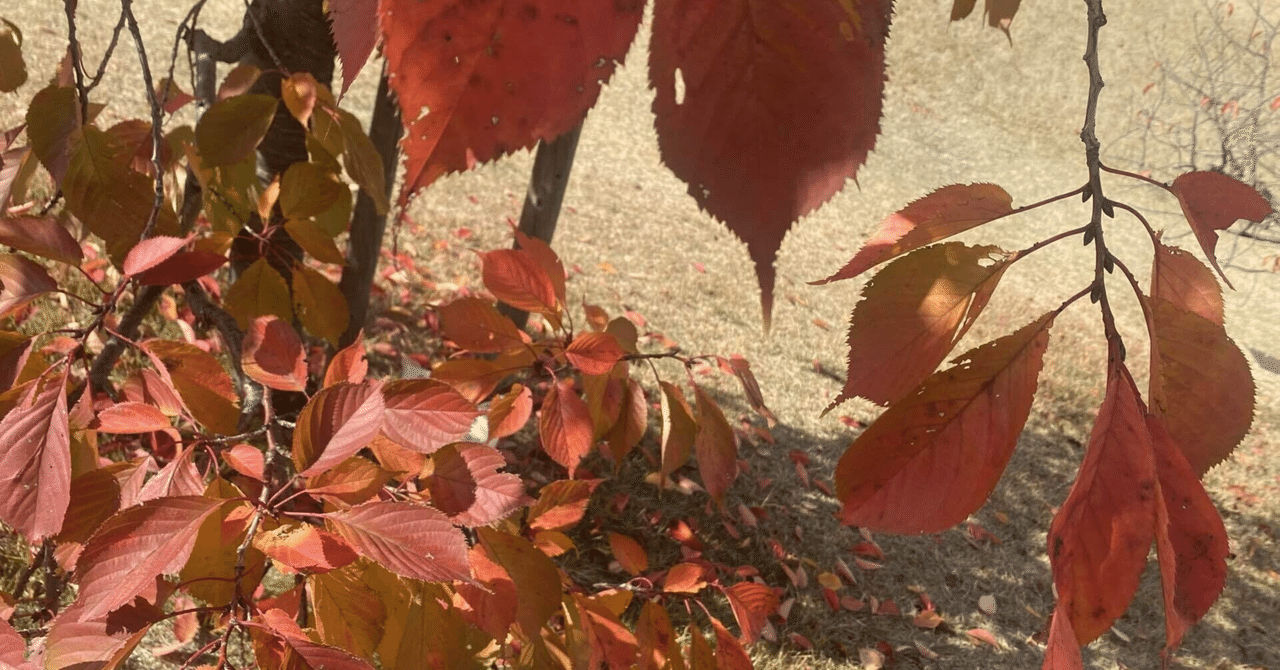 文章を書き続けて見えたもの｜Miyamoto Daichi