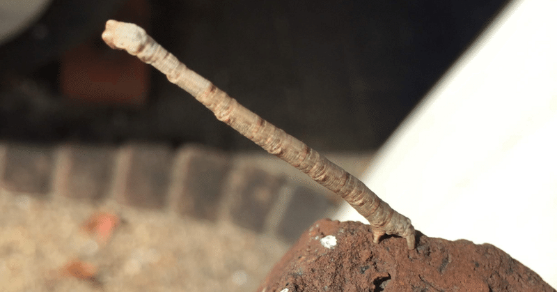 走る｜Imatomi Aiko