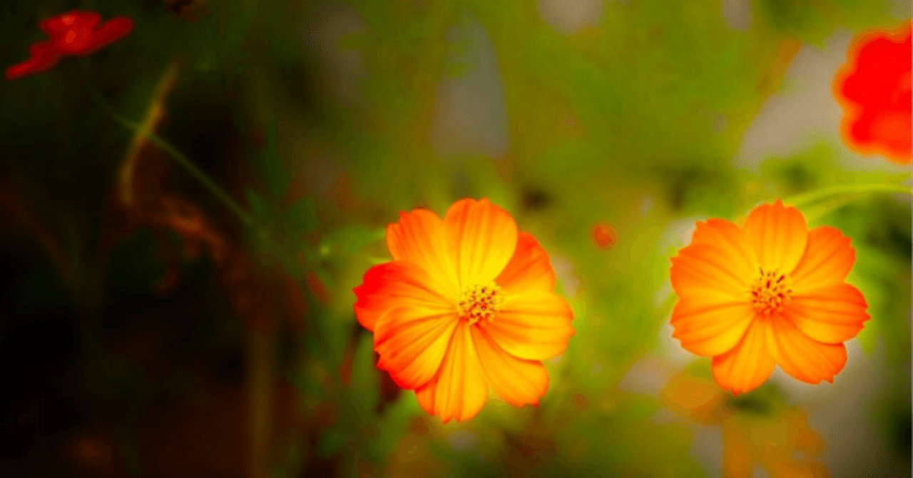 本日のおすすめBLコミック｜yumeji