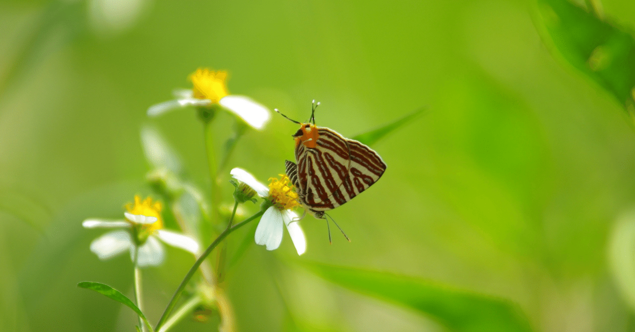 rubyonrails ubuntu install｜blue06_2022