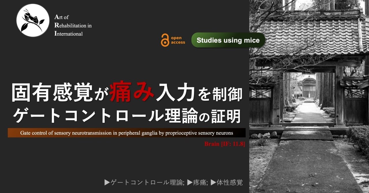 固有感覚が痛み入力を制御。ゲートコントロール理論の証明｜super Human 理学療法士／保健学博士 Phd