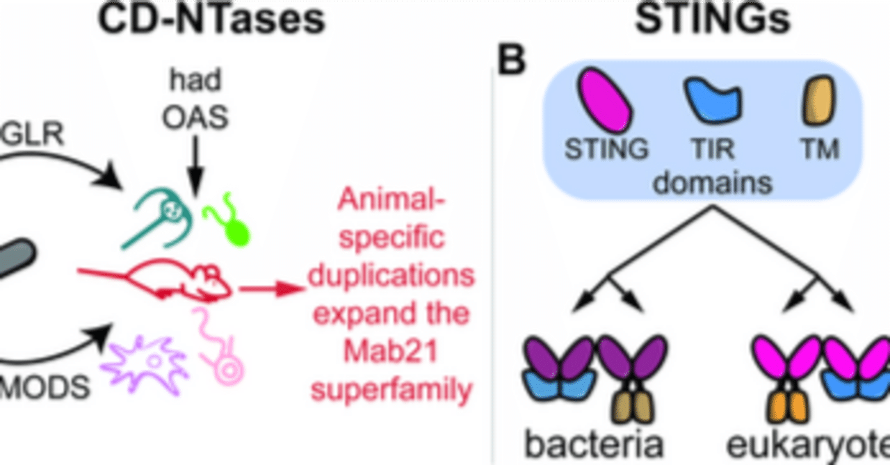 真核生物のCD-NTase、STING、バイペリン・タンパク質は、ドメイン・シャフリング、水平移動、原核生物からの古代の継承を経て進化した｜哉百名