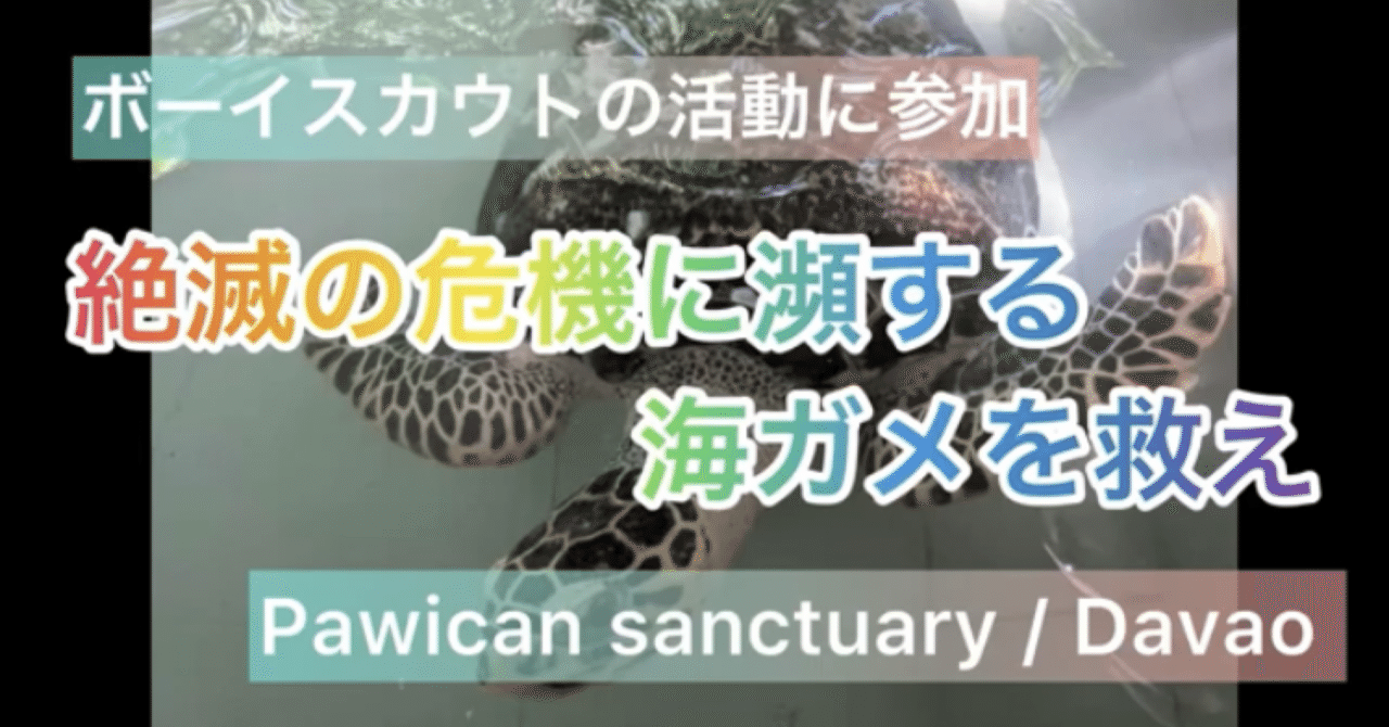 ボーイスカウトの活動に参加 絶滅の危機に瀕する海ガメを救え Pawican sanctuary / MabuhayDavao｜Mabuhay ...