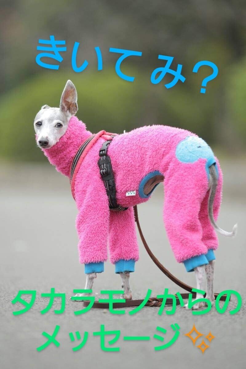 3日連続で セッションに、ご対応 ｜みぃち☆・アニマルコミュニケーションサロン【HOWLroom（ハウルーム）☆】