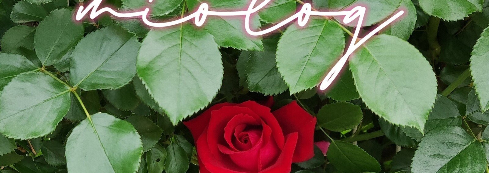 春原美桜(miosuhara)｜note