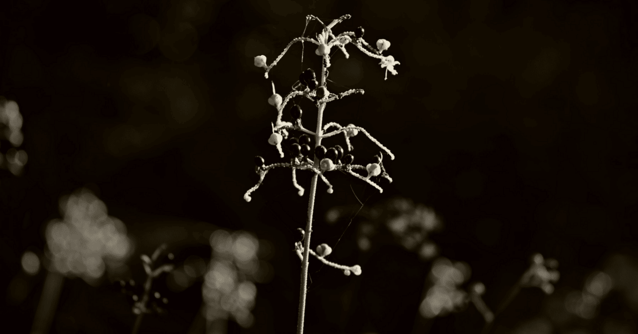 3行日記 2023.12.13｜keito