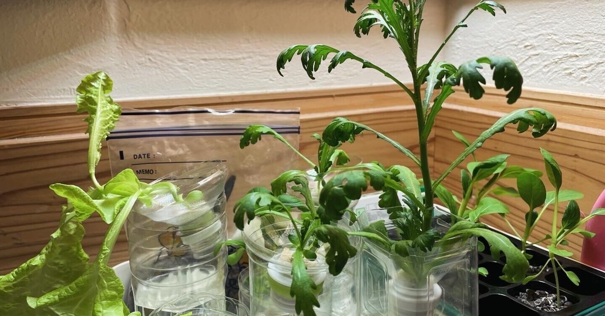 徒長しすぎた春菊｜plm_kurashi