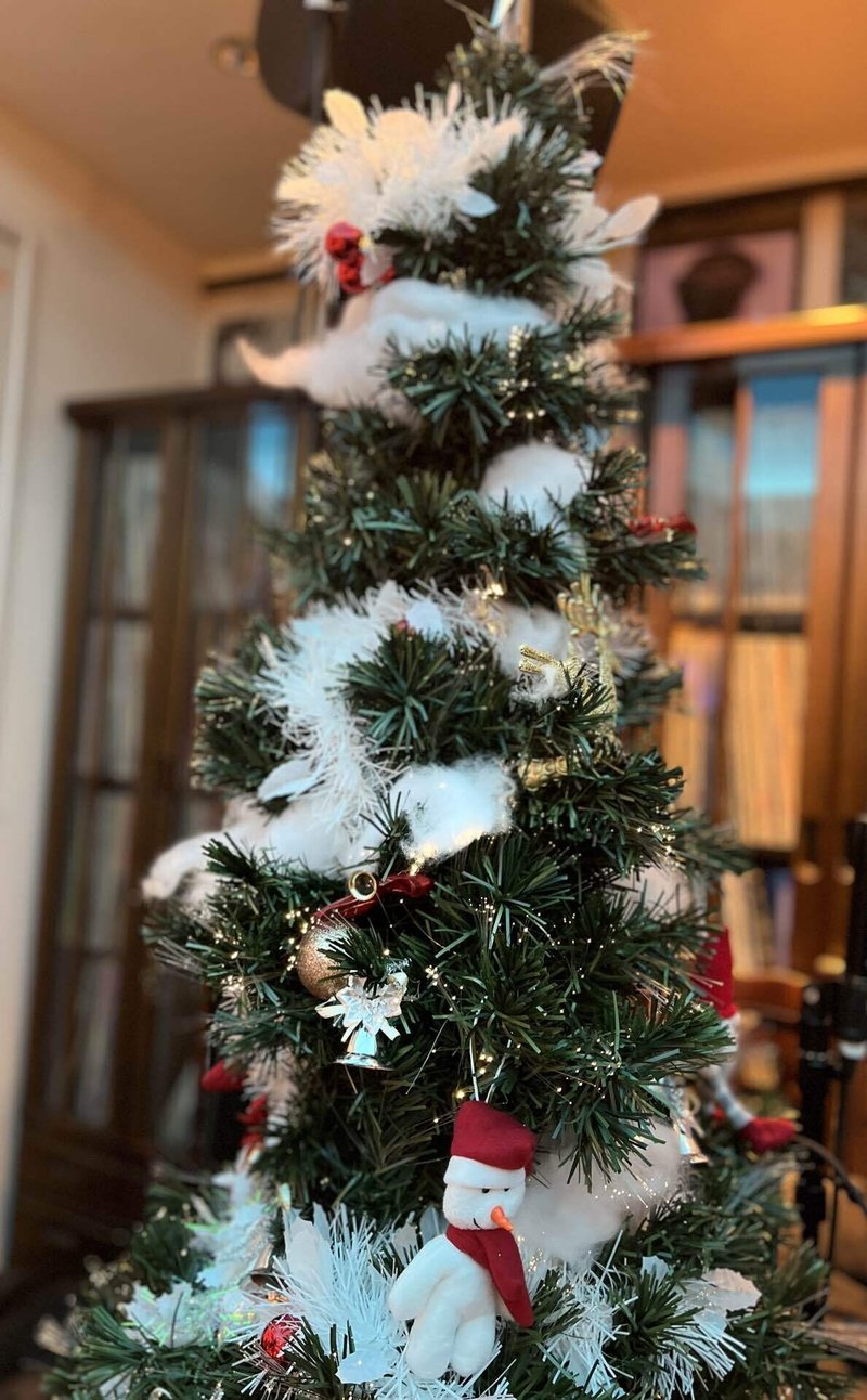 Live鑑賞｜Yuko Kinoshita