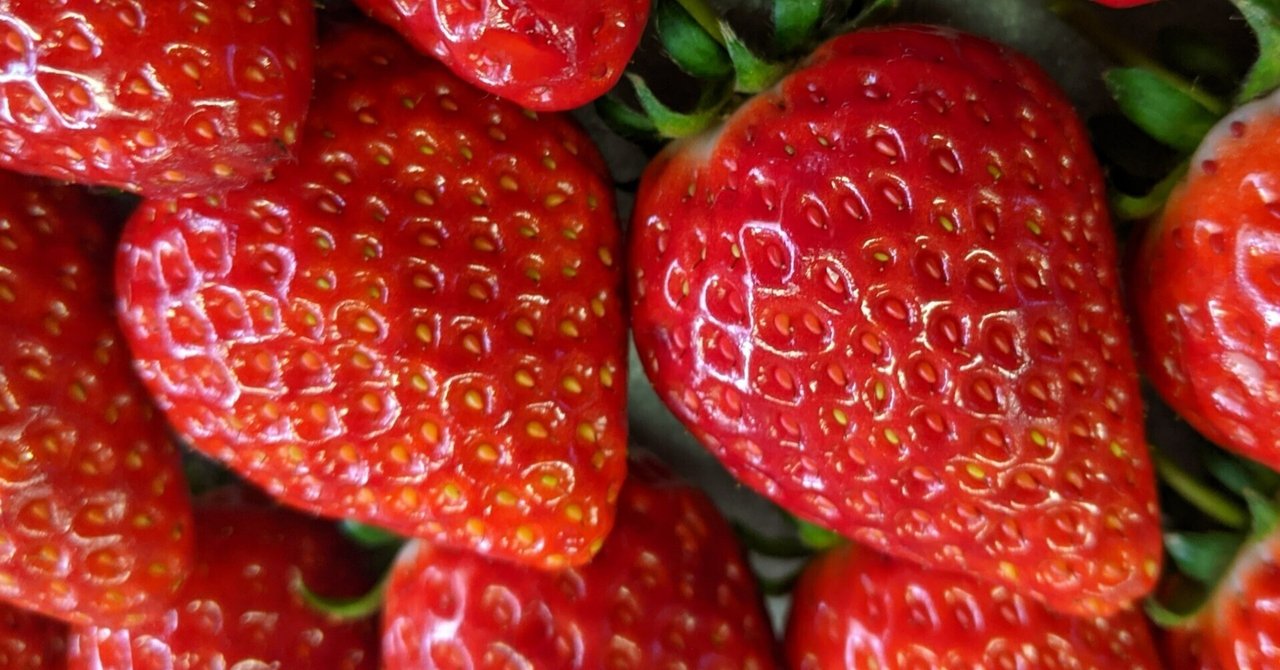 屋外では、一年中、栽培できない、イチゴ｜松田祐樹＠MD-Farm