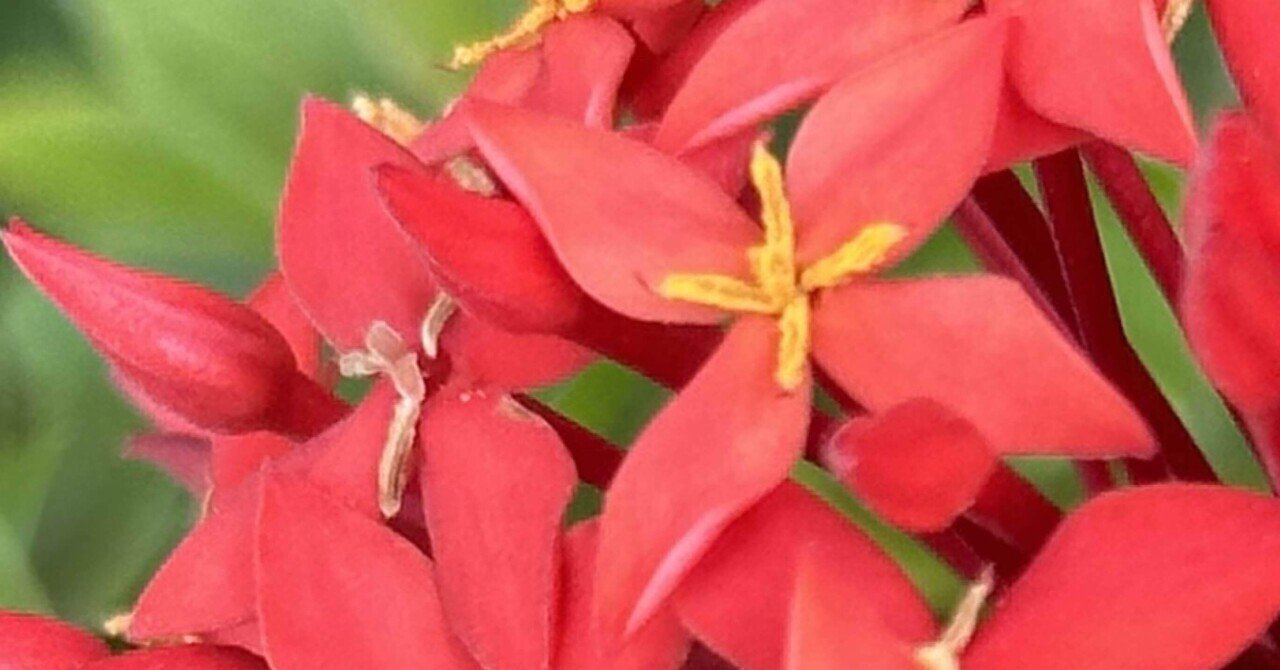 SCARLET JUNGLE FLAME｜EGGSEED