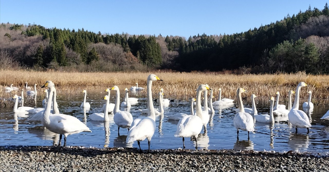 sachico tanabe｜note