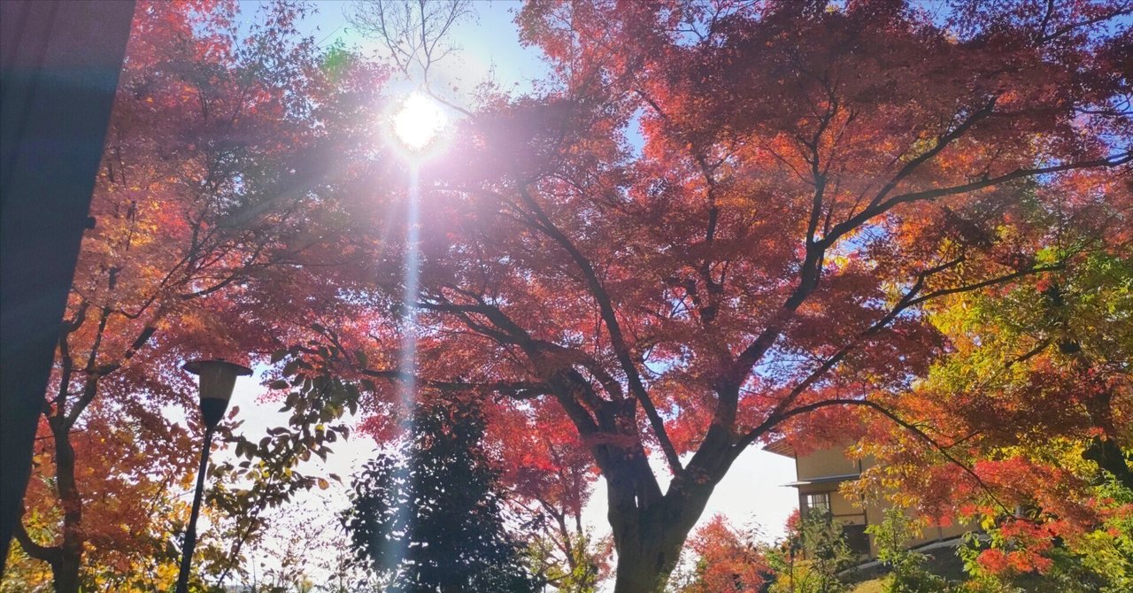 めっちゃ久しぶり｜yucco