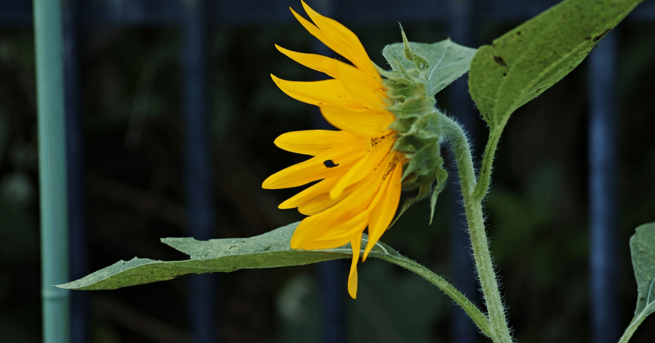 初めてのRUST no1｜blue06_2022