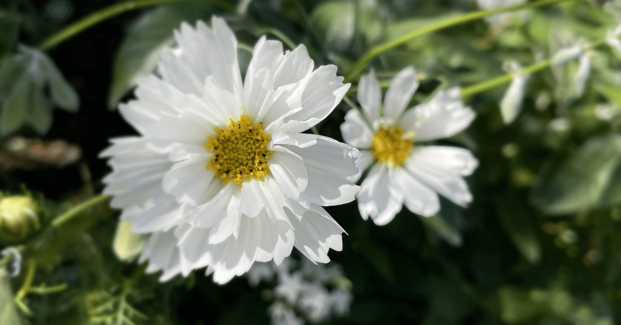 linux 技術動向 elementary OS｜blue06_2022