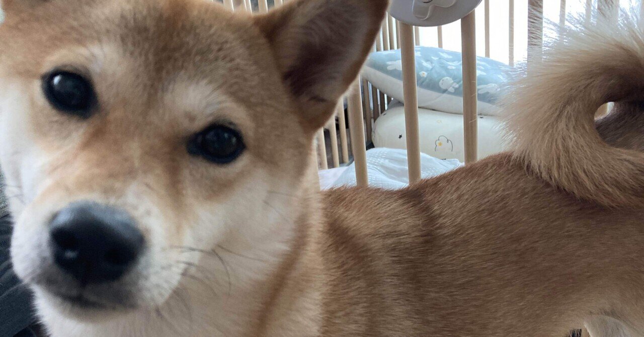 生誕10ヶ月｜723nk