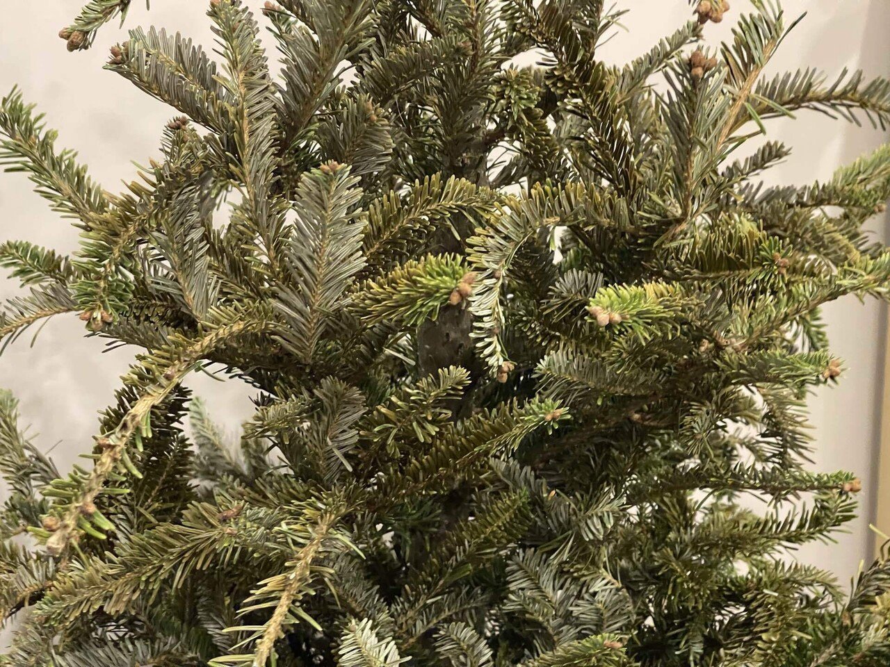 Good bye Christmas Tree!｜SENRI OE 大江千里