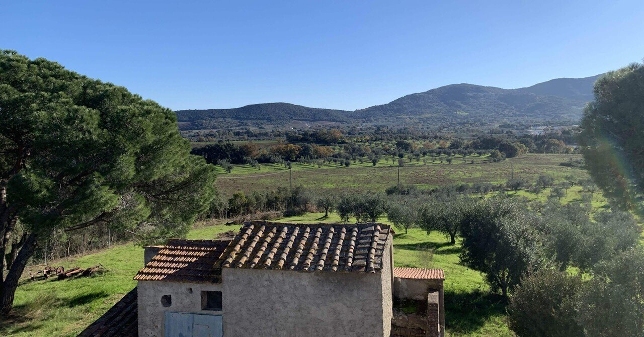 オリーブオイルの現実｜OTA YUKI