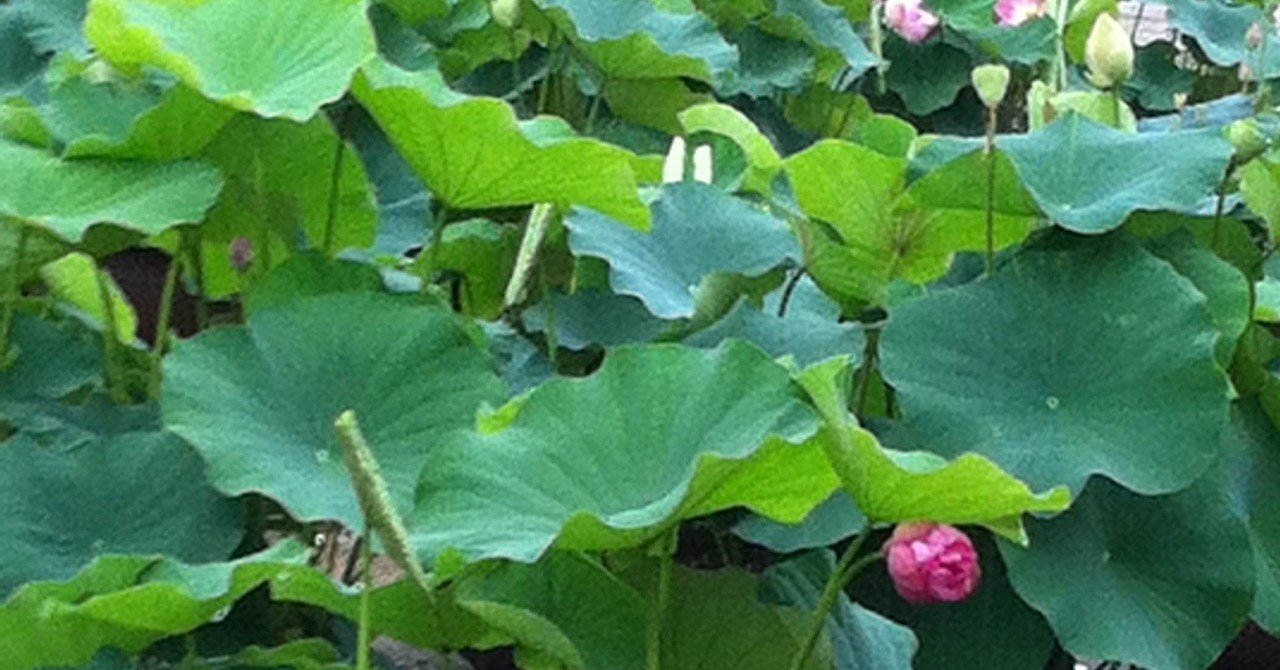 ポン!と咲く？はすの花｜BitBeans｜note