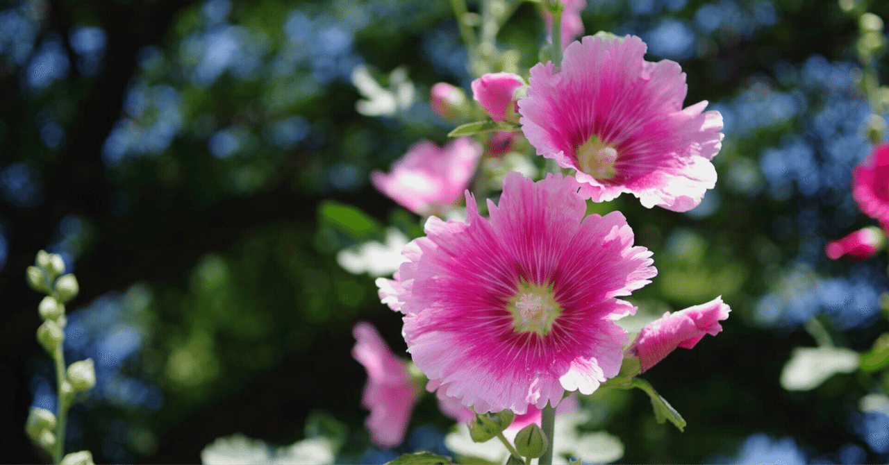 富士葵さんと確率と波動関数｜puremoru