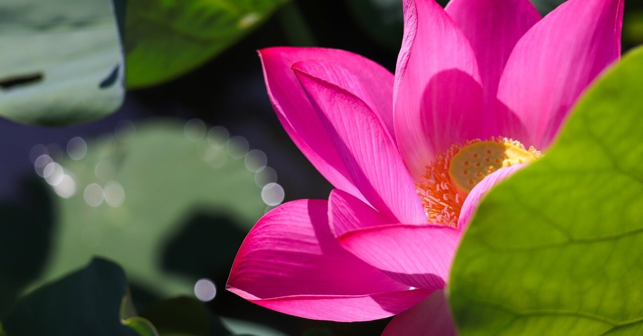 落選しました。→そこから得られるもの｜Jun Sugihara