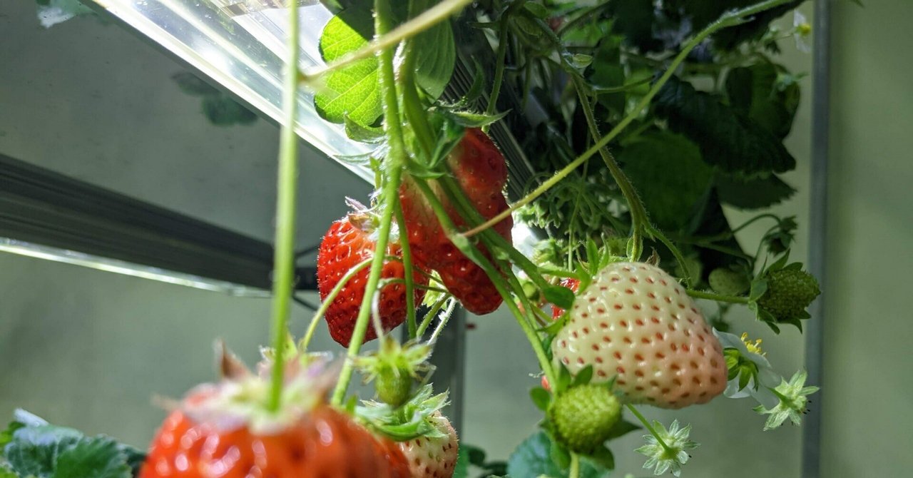 プロフィール｜松田祐樹＠MD-Farm