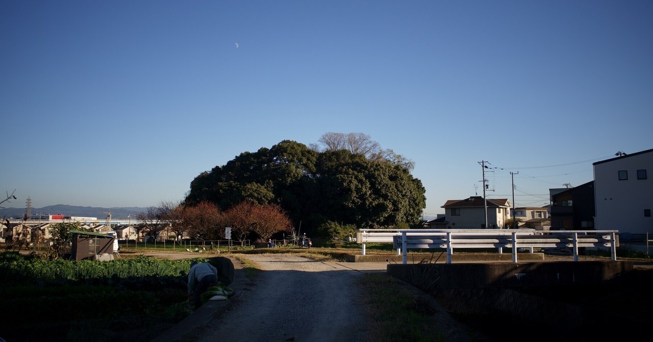 「大日さん」の森｜Daisuke Yabe